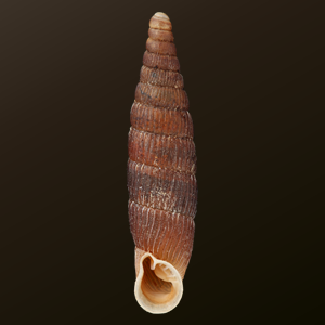 Mångtandspolsnäcka